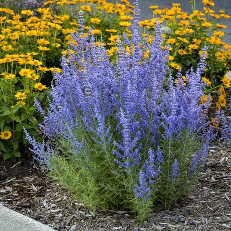 30 Stunning Rabbit Resistant Perennials for Worry-Free Gardens