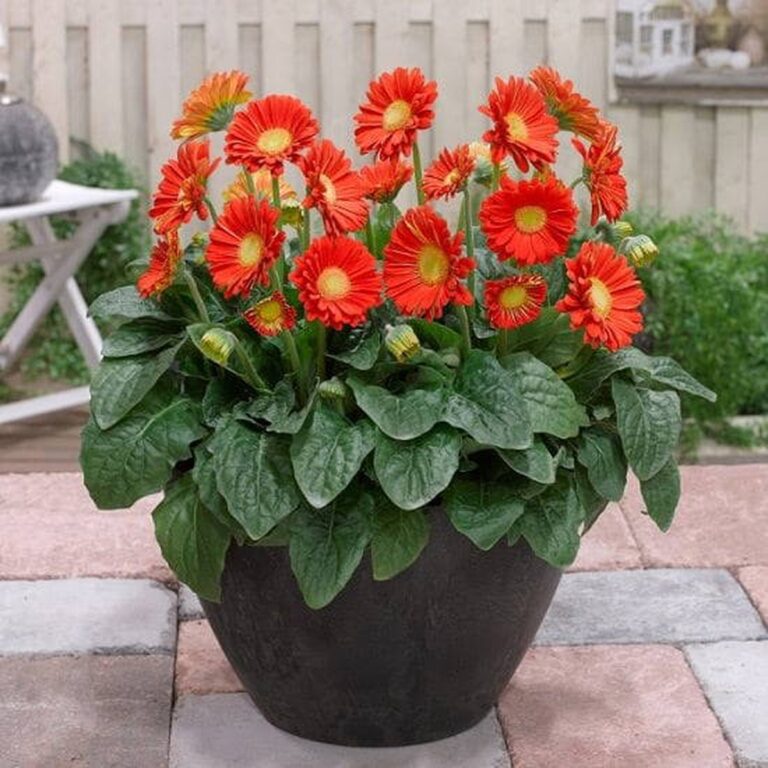 17 Stunning Red Plants in Florida with Pictures to Inspire You