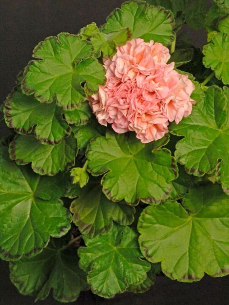 24 Stunning Variegated Geranium Varieties to Brighten Your Garden