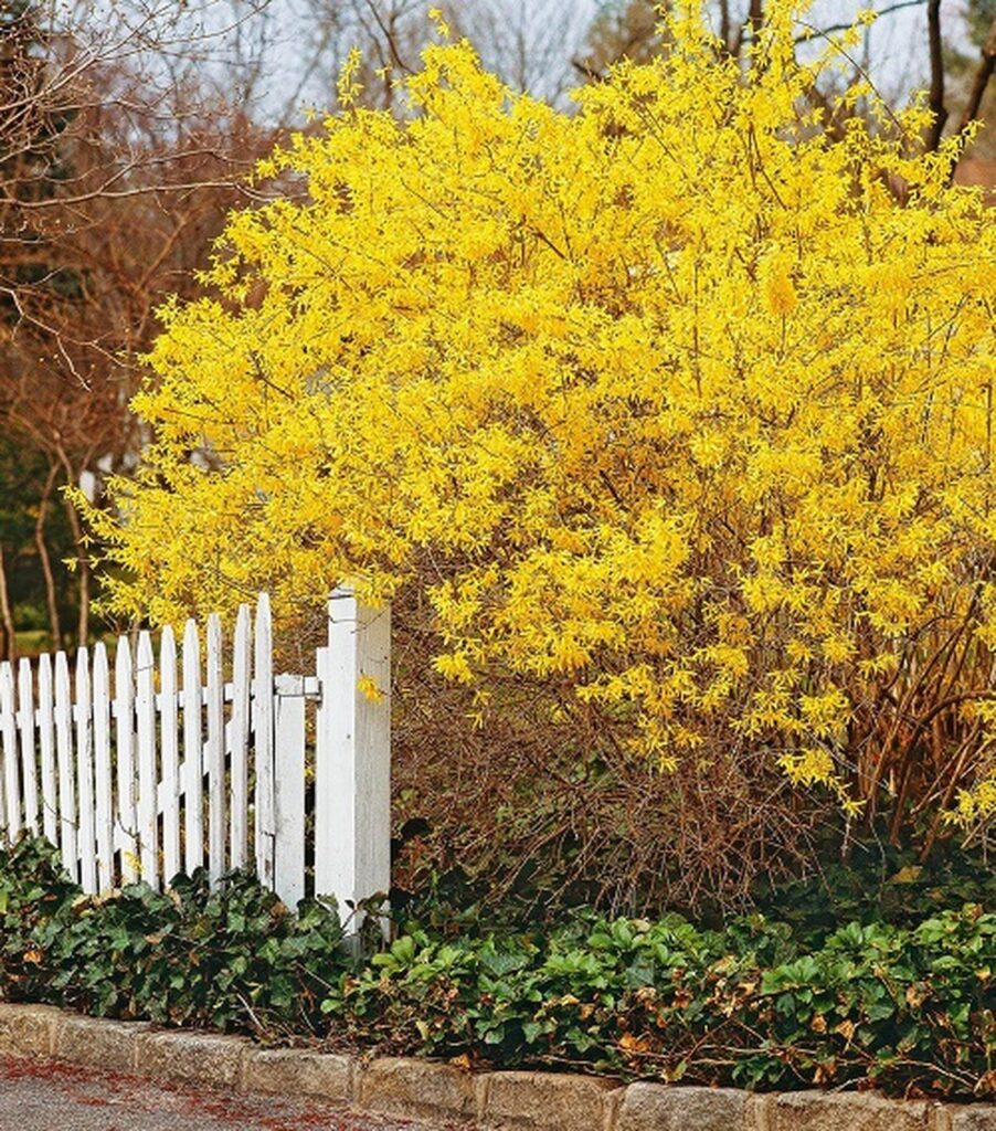 26 Stunning Gold Flowers That Add Luxury To Any Garden