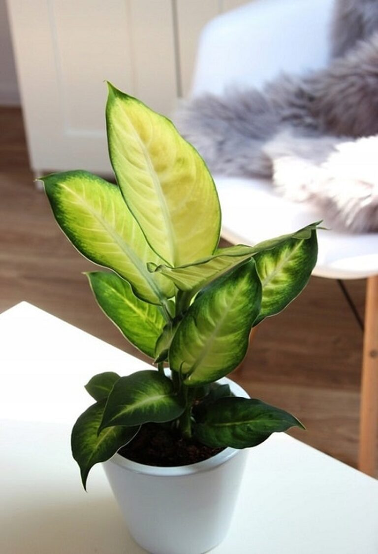 26 Stunning Dieffenbachia Plants That Will Brighten Your Home