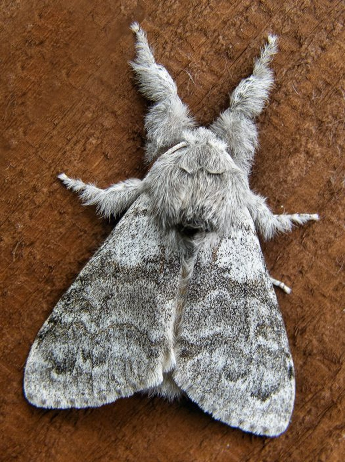 8 Stunning Fluffy Moths to Discover in Your Garden