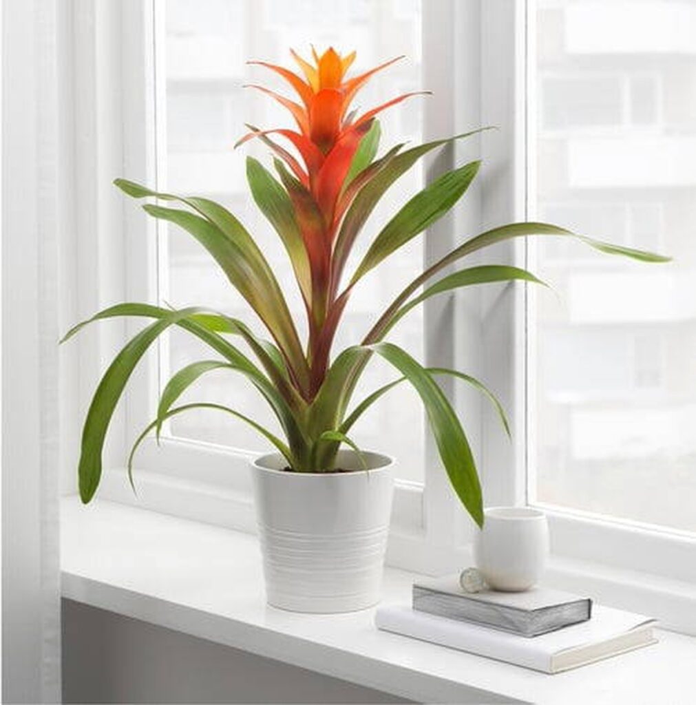 15 Vivid Red Tropical Plants for Indoor and Outdoor Appeal