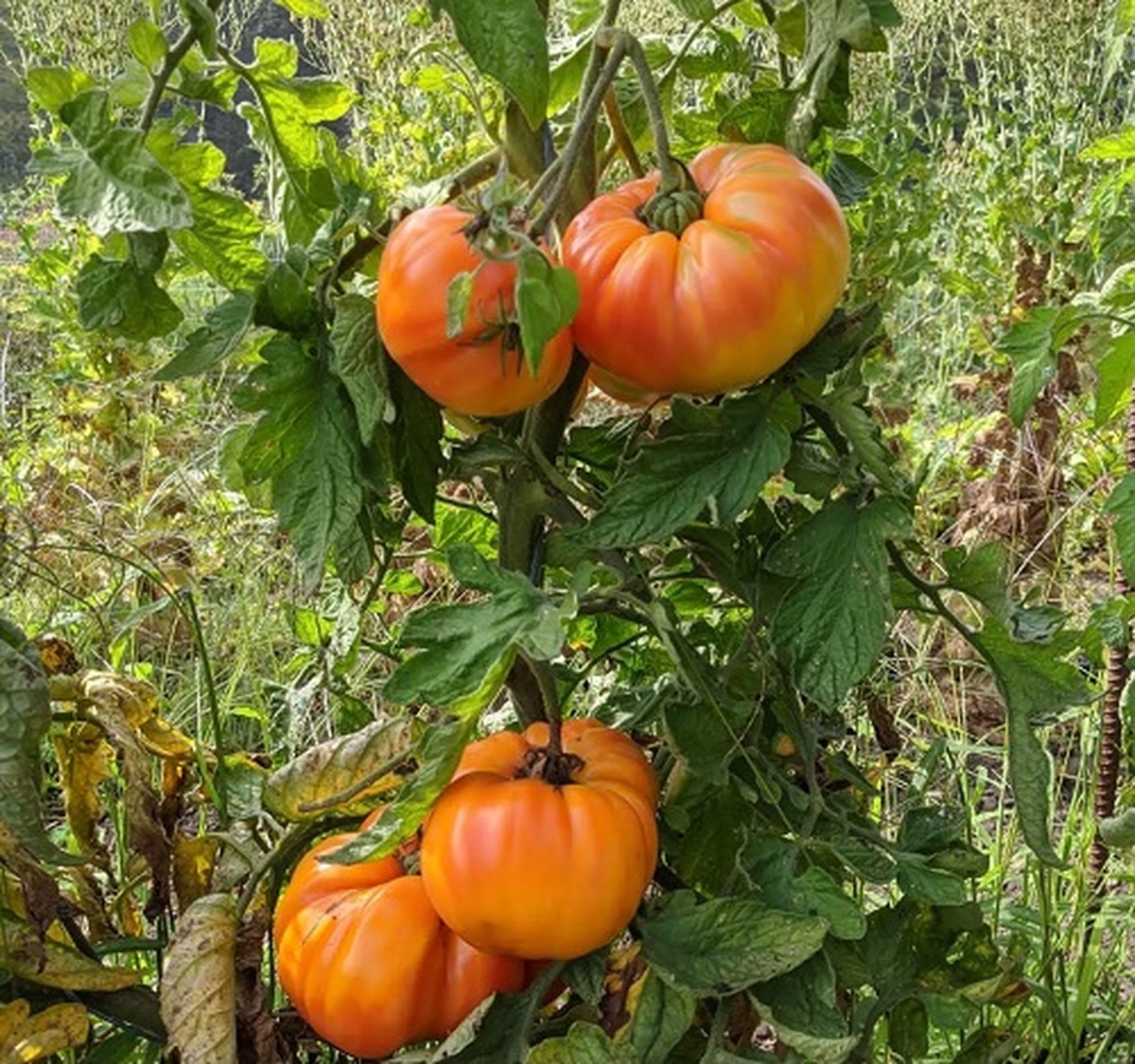 9 Mouth-Watering Seedless Tomato Varieties for Every Garden