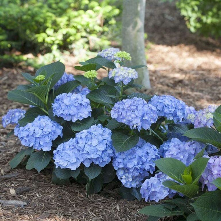 17 Stunning Types of Purple Hydrangea Varieties for Your Garden