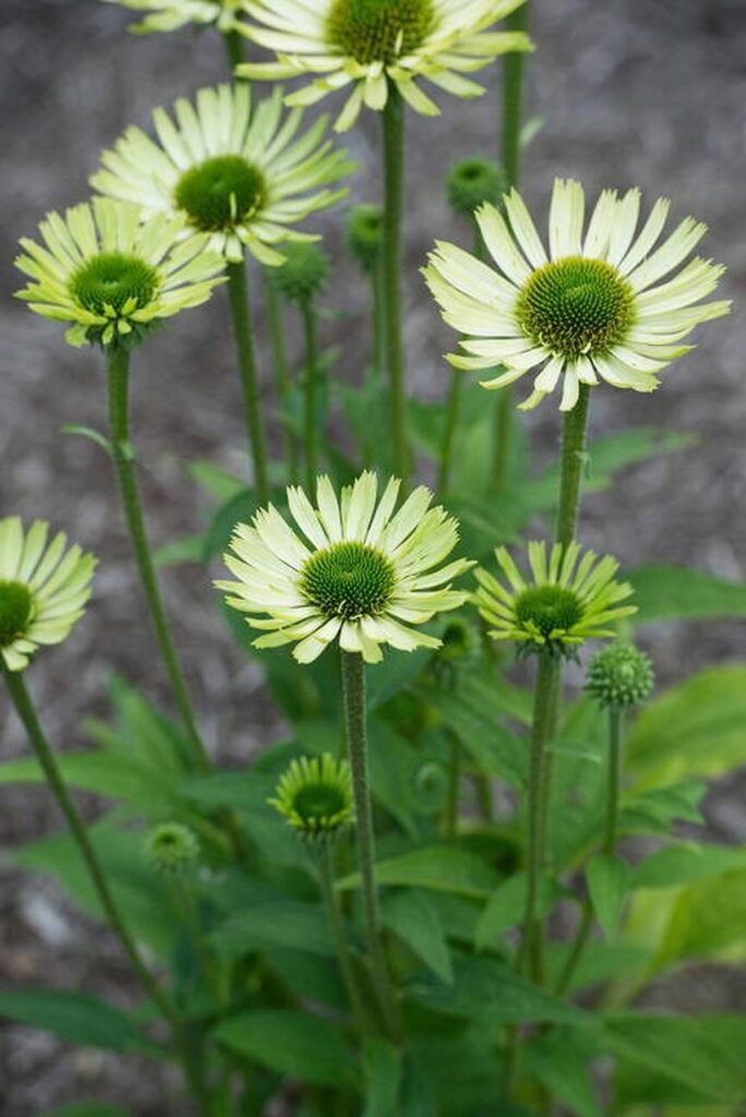 11 Stunning Emerald Flowers That Bring Magic to Your Garden