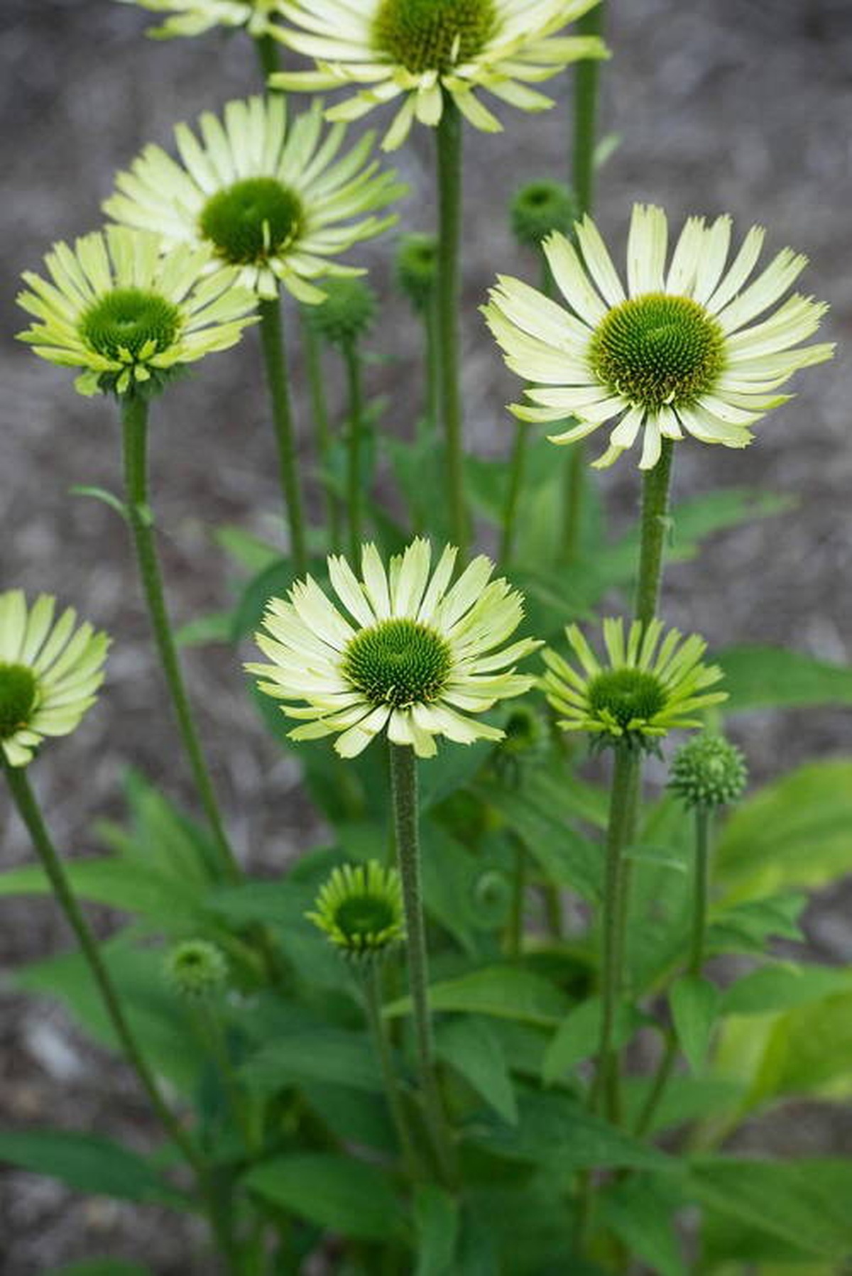 11 Stunning Emerald Flowers That Bring Magic to Your Garden