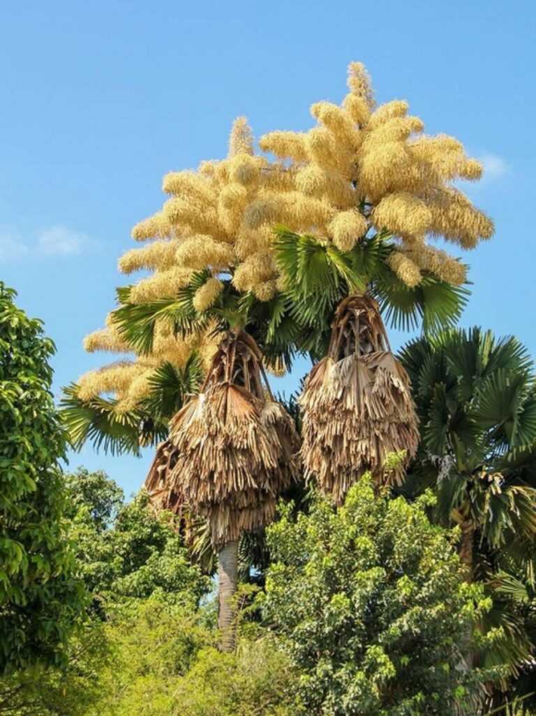 14 Gorgeous Palm Trees that Flower Beautifully in Your Garden