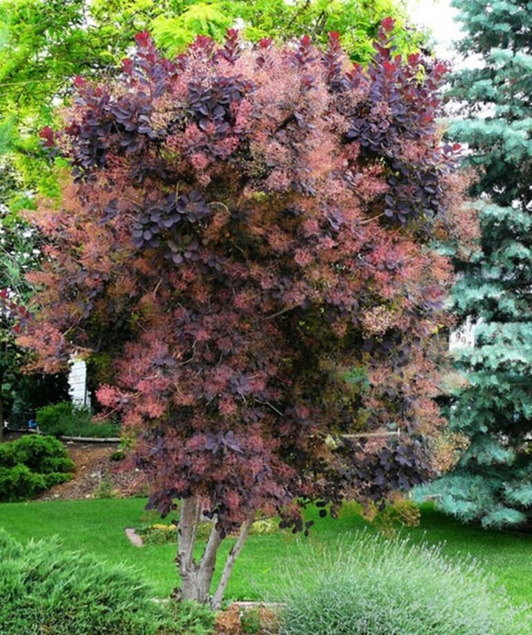 15 Exotic Trees With Red Leaves All Year for Your Garden