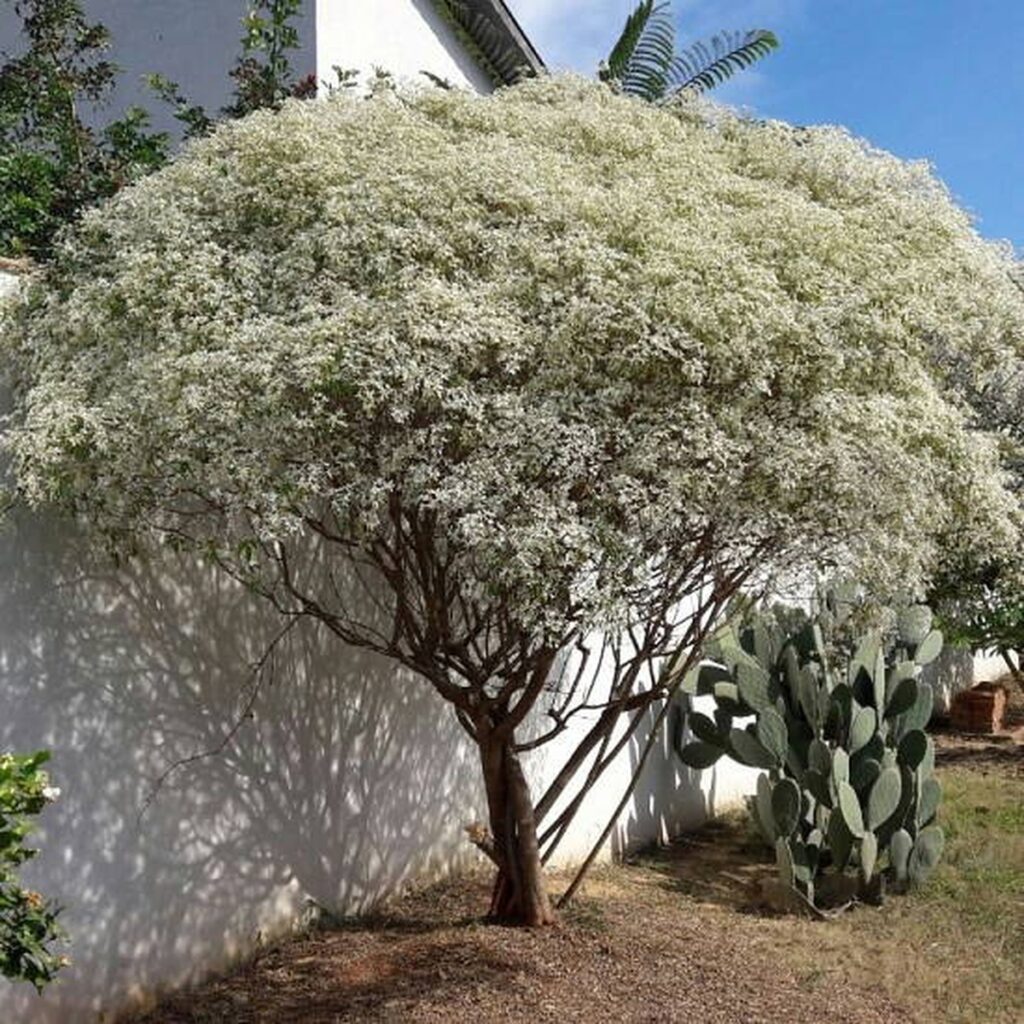 25 Stunning Bushes with White Flowers for a Dreamy Garden