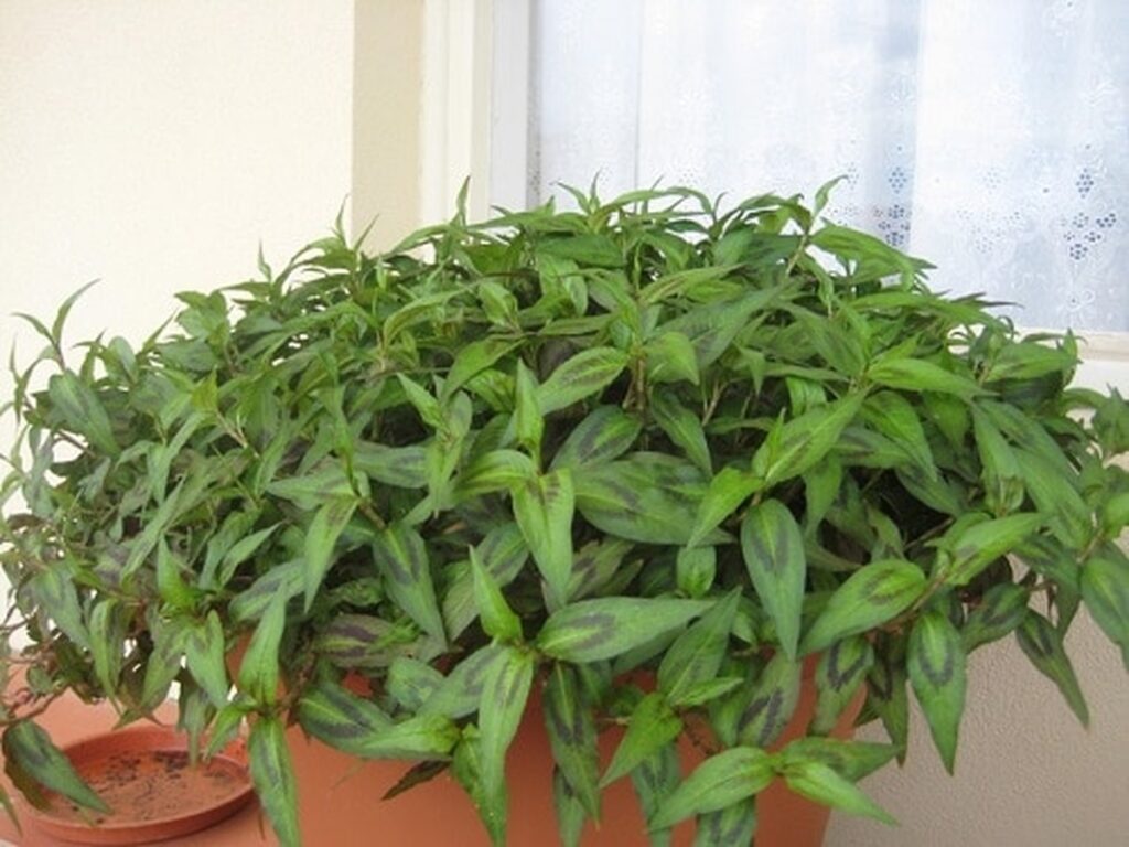 18 Fascinating Exotic Herbs from Around the World