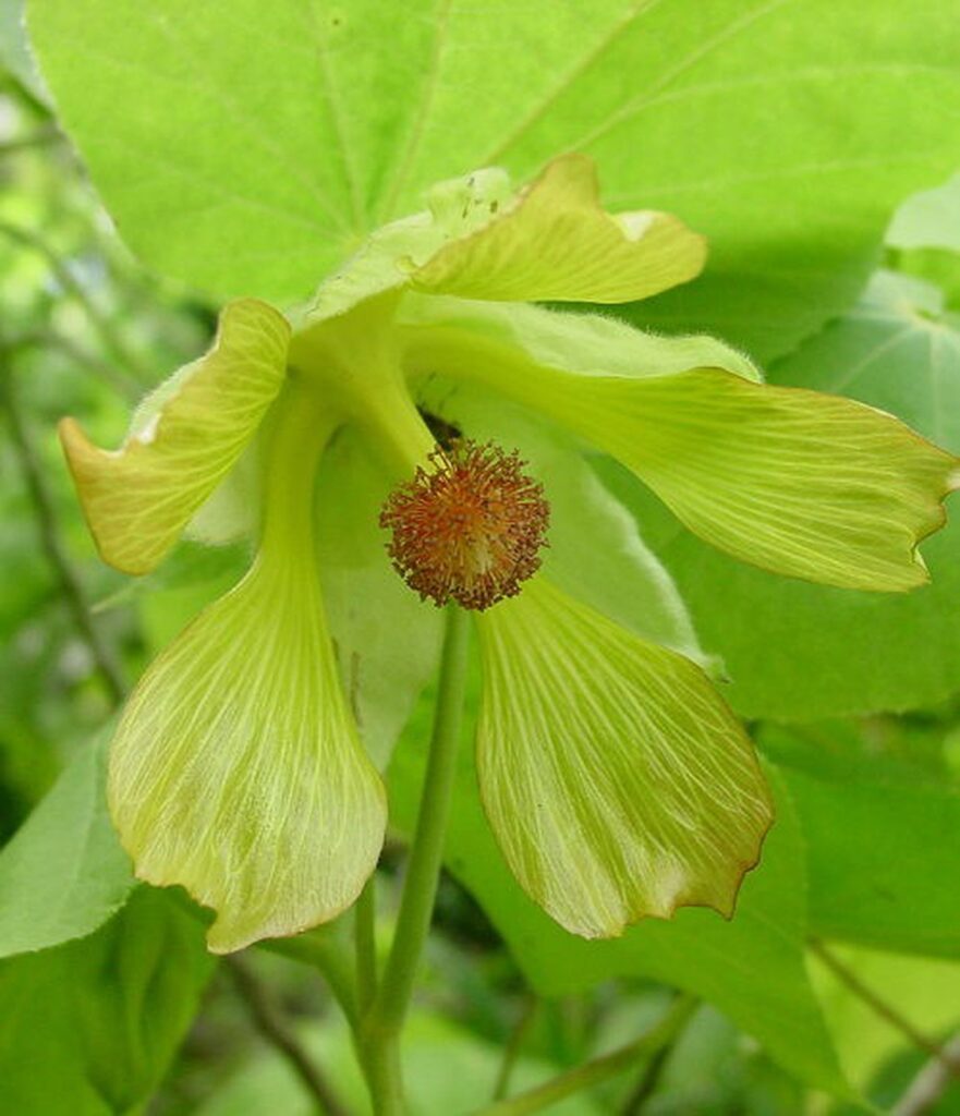 11 Stunning Emerald Flowers That Bring Magic to Your Garden