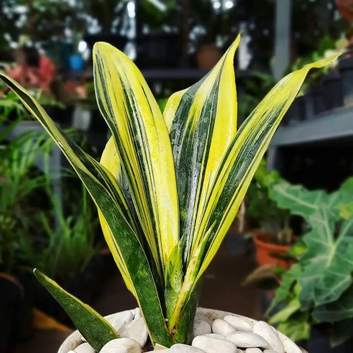9 Perfect Variegated Snake Plants That Brighten Any Space