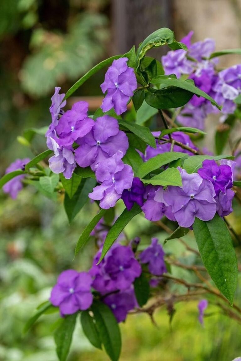 21 Beautiful Brazilian Flowers That Brighten Any Garden