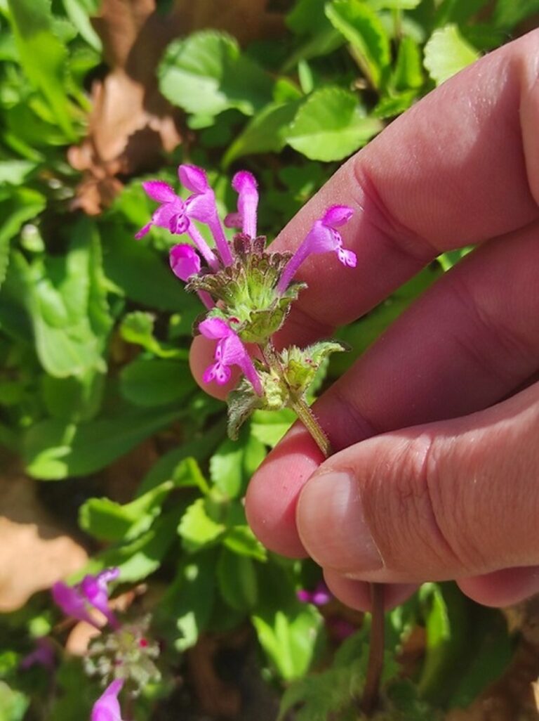 30 Stunning Weeds with Blue Flowers That Brighten Any Garden