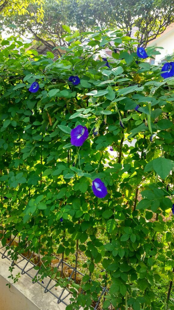 20 Edible Flowers that are Vegetables - Cook These Blooms Today!