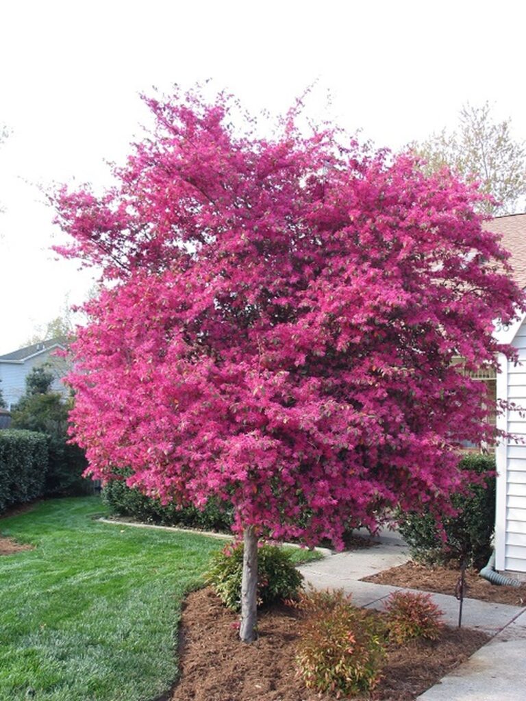 14 Ideal Pink Flowering Trees in Florida to Explore