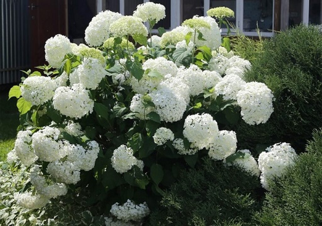 25 Beautiful Annabelle Flowers Ideas for Your Garden Paradise