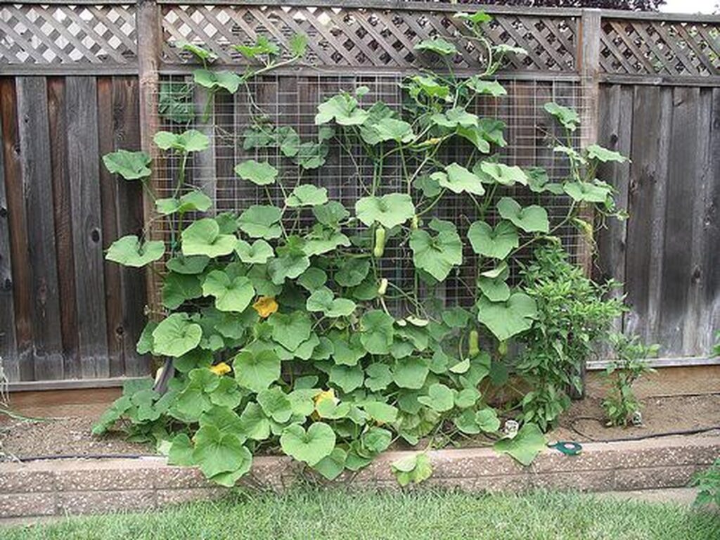 14 Charming DIY Zucchini Trellis Ideas for Your Garden