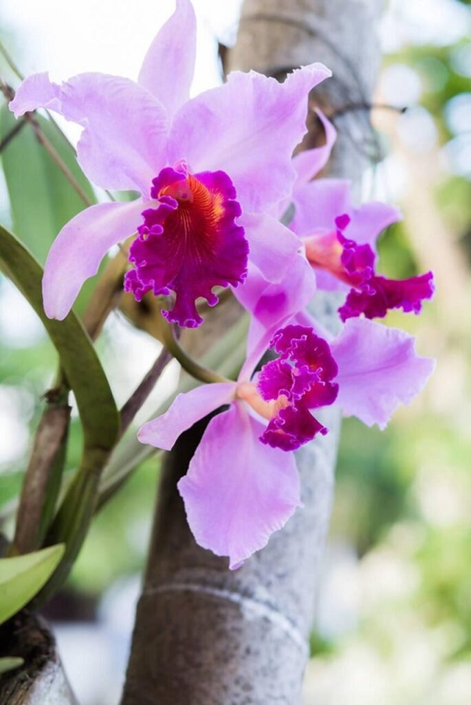21 Beautiful Brazilian Flowers That Brighten Any Garden