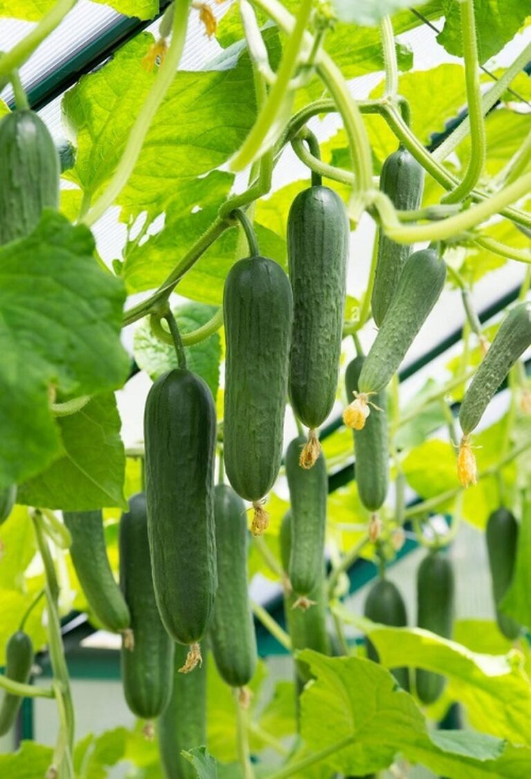 24 Delicious Edible Vines for Container and Garden Growing