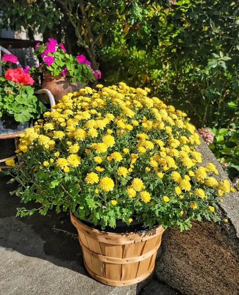 14 Effective Plants That Keep Lizards Away From Home & Garden