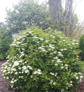 31 Stunning Colorful Hedge Plants for a Vibrant Garden Border