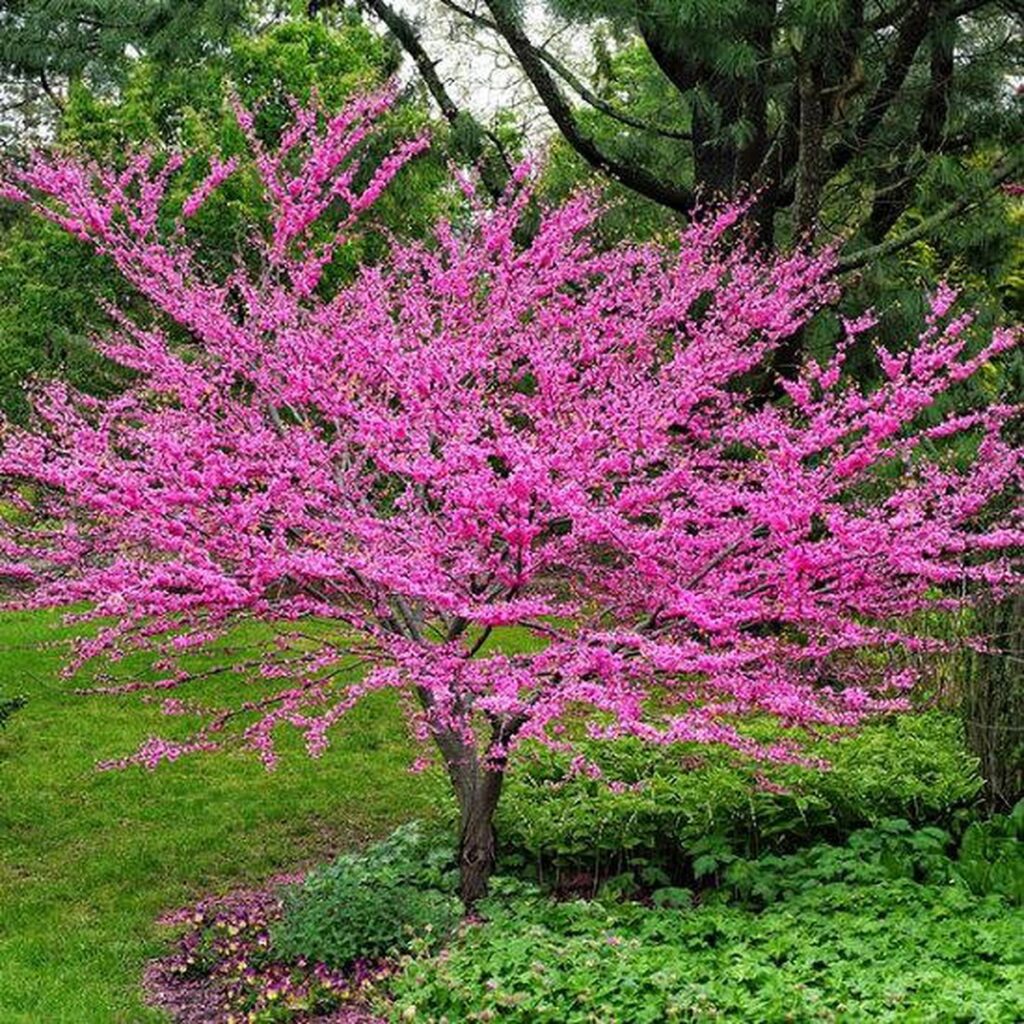 17 Amazing Trees to Plant in Georgia for a Stunning Landscape