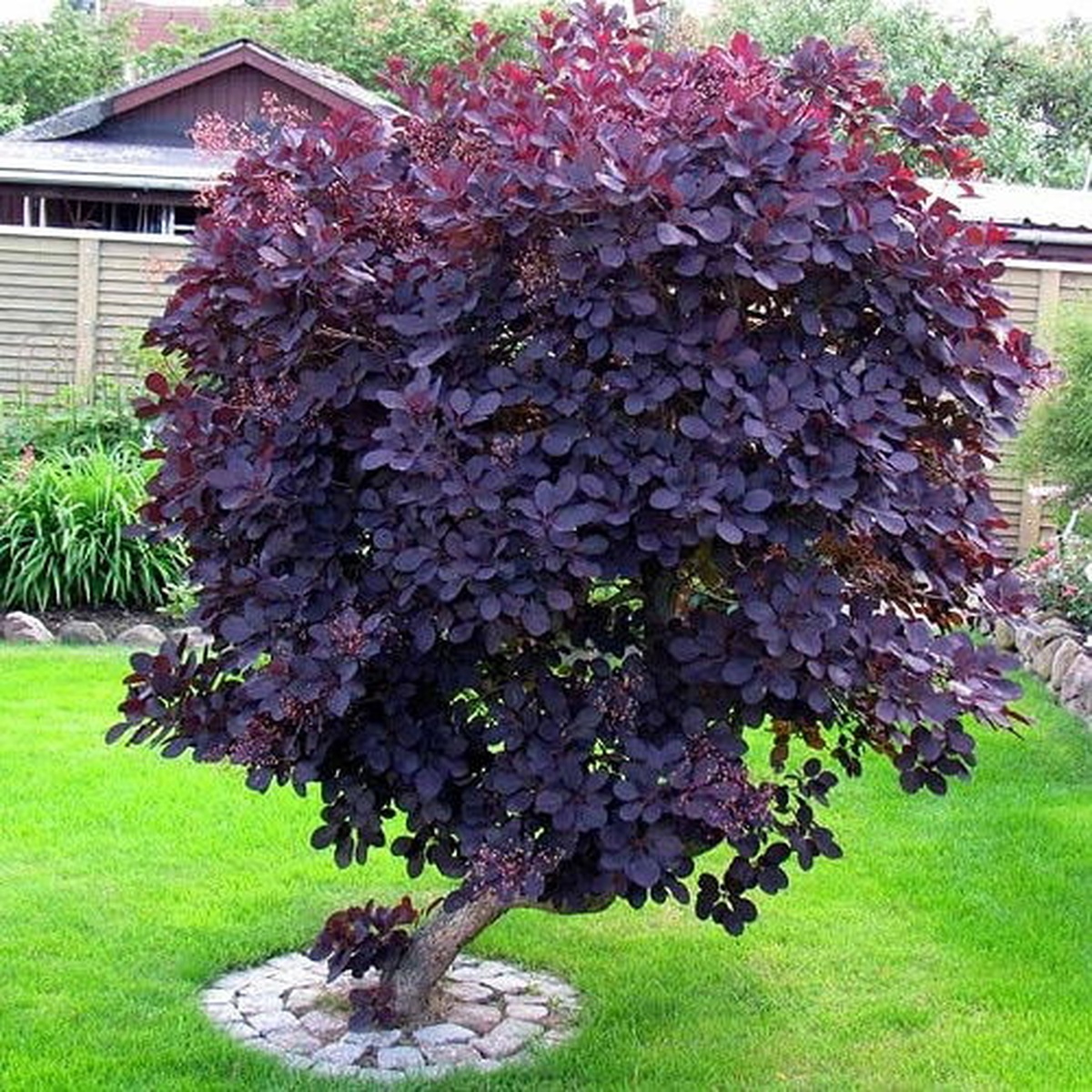 8 Stunning Purple Flower Trees to Brighten Your Texas Garden