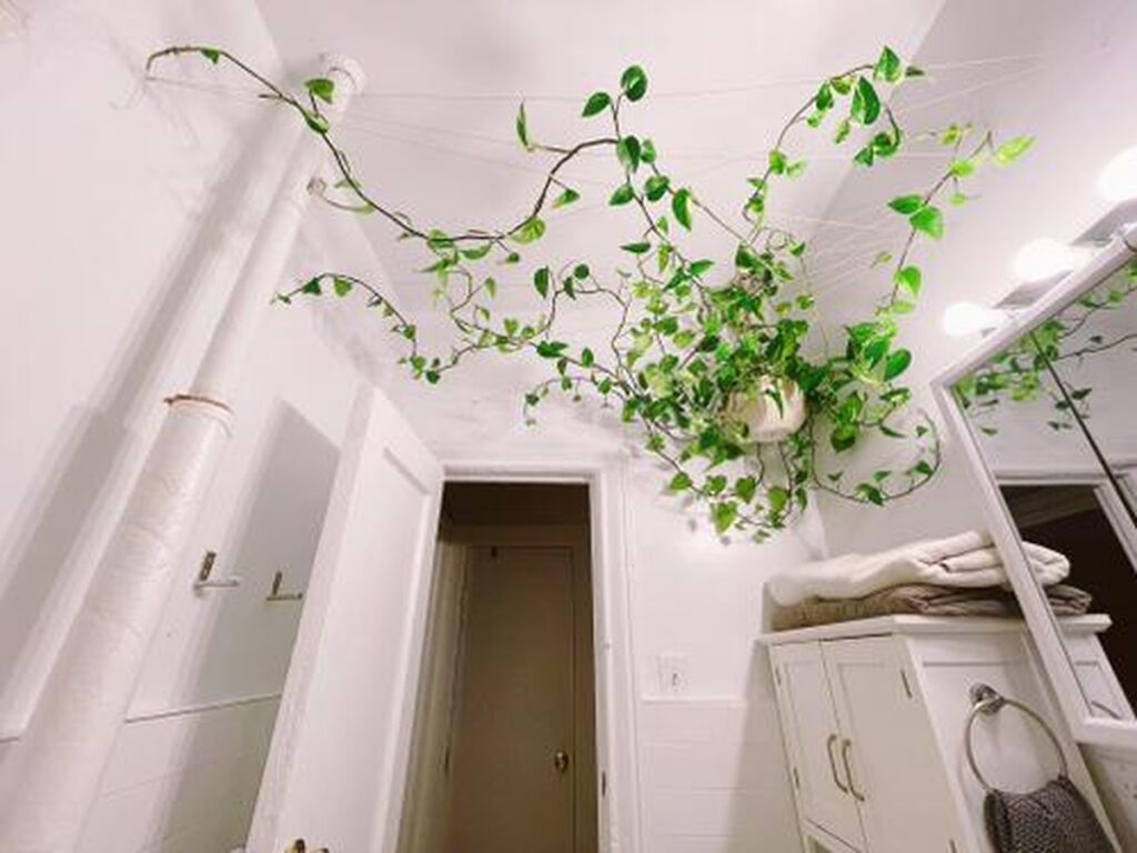 28 Stunning Indoor Vine Wall Ideas for a Fresh Modern Home
