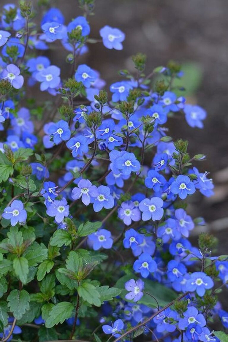 31 Beautiful Baby Blue Flowers That Brighten Any Garden