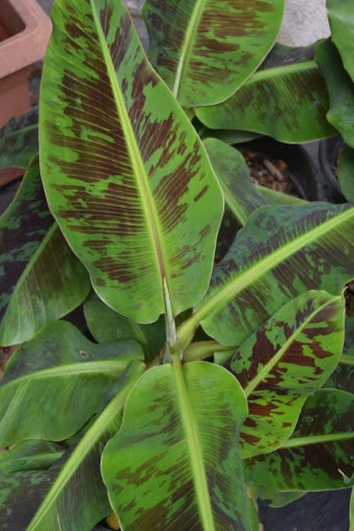 8 Stunning Variegated Banana Plant Varieties to Brighten Your Garden