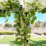 16 Surprising Fruits That Dont Grow on Trees - Nature's Wonders!
