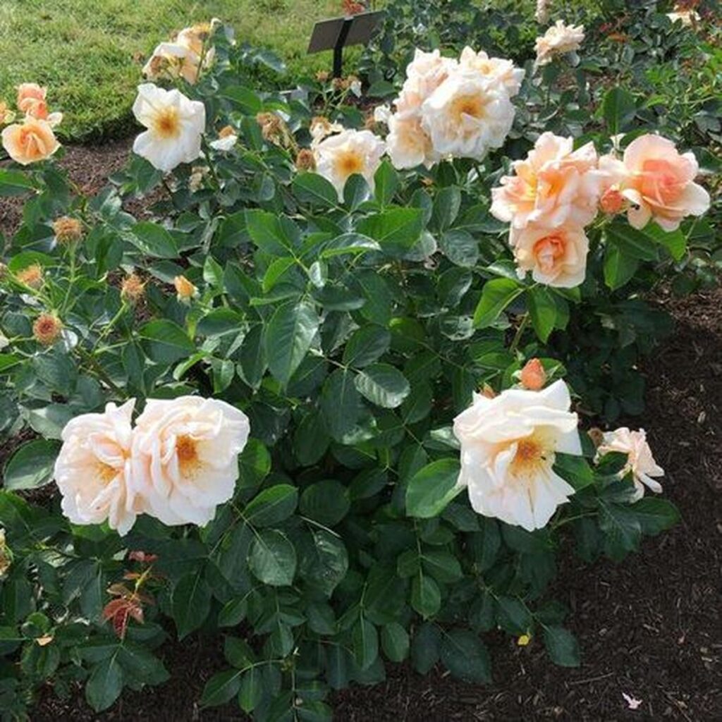 26 Beautiful Shade Tolerant Roses for Your Garden Hideaway