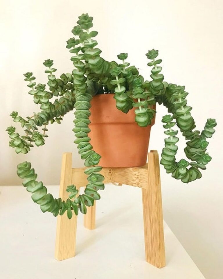 18 Beautiful Succulents With Long Stems - Stunning Trailing Varieties