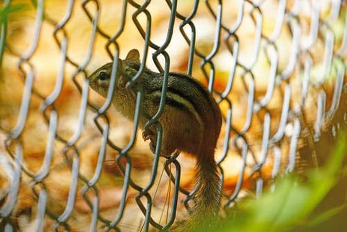 7 Brilliant Hacks to Keep Chipmunks Out of Garden Today
