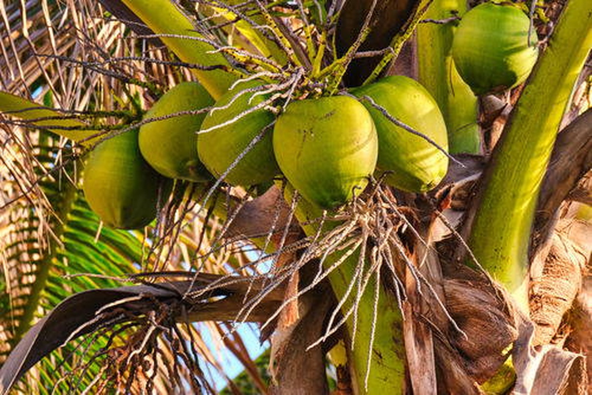 11 Fascinating Types Of Coconuts To Discover Today