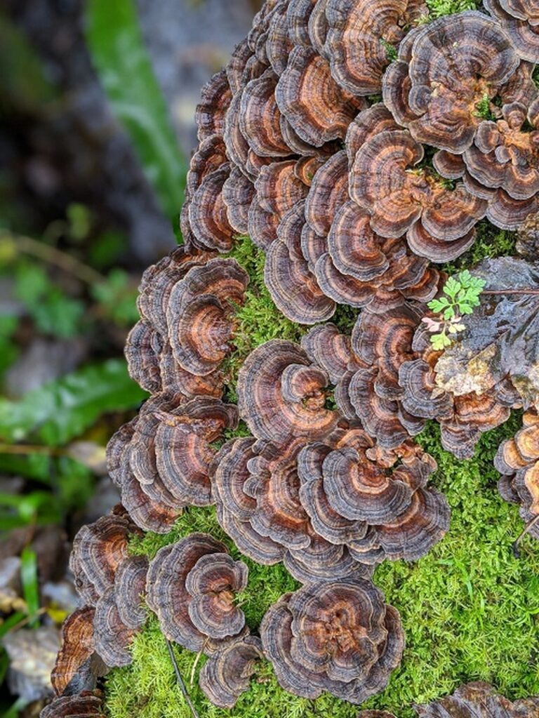 22 Delicious Edible Mushrooms that Grow on Trees to Try Today