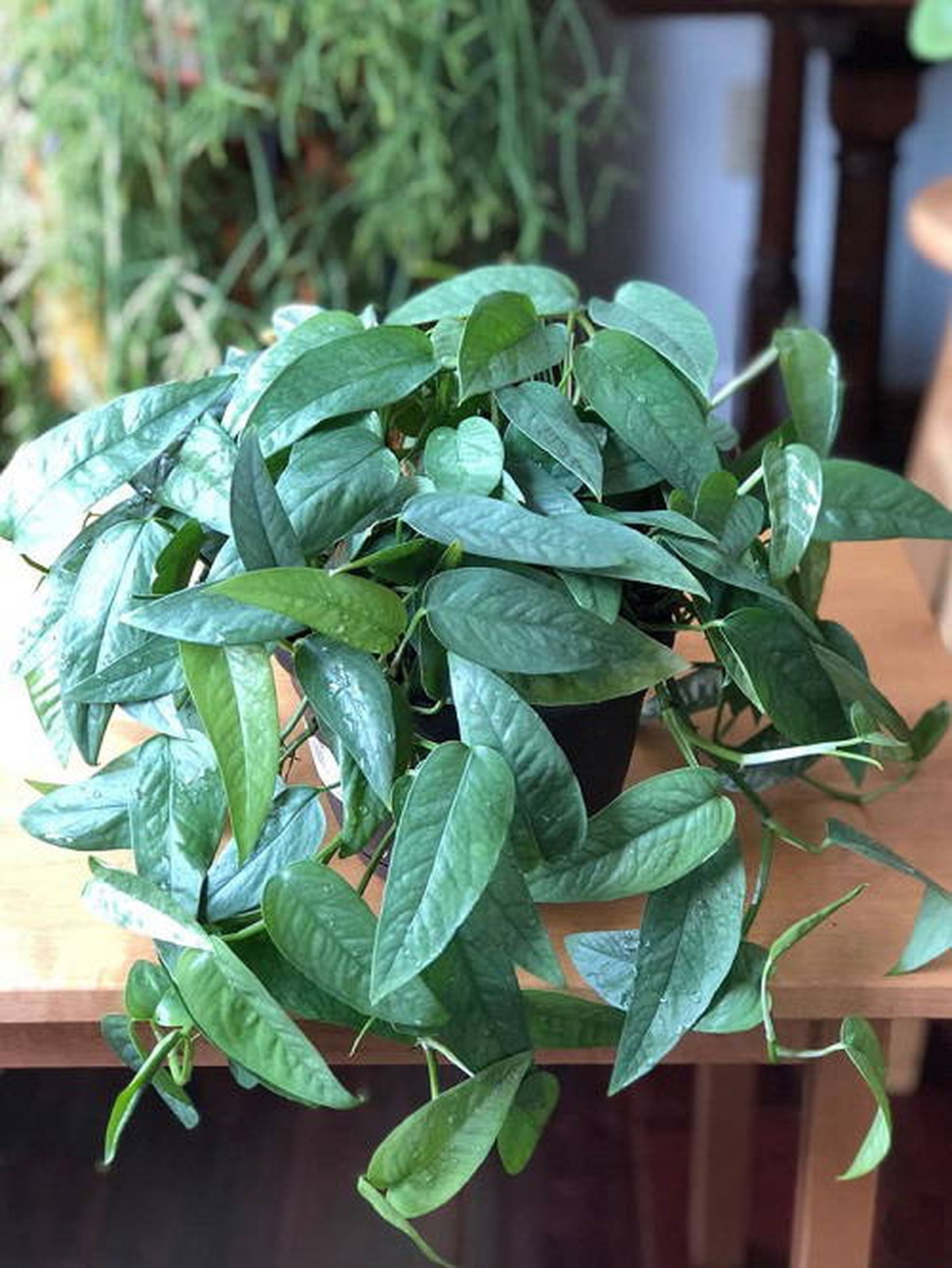 6 Beautiful Low Light Pothos that Need No Sun to Thrive