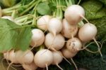 23 Delicious Types of Turnips: Best Varieties for Your Garden