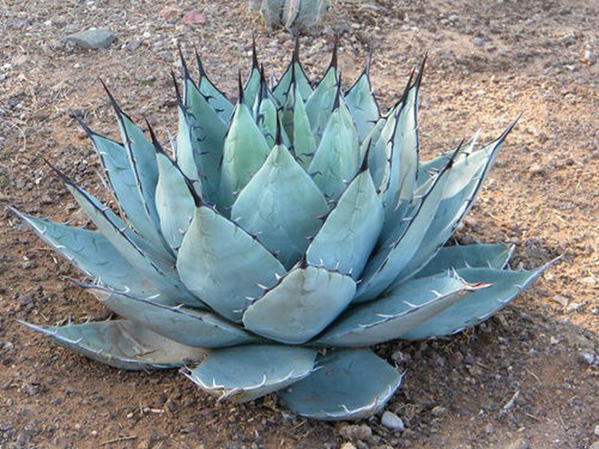 9 Stunning Types of Blue Agave Plants to Brighten Your Garden
