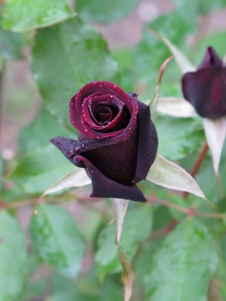 10 Mesmerizing Black Rose Varieties and Their Symbolic Meanings