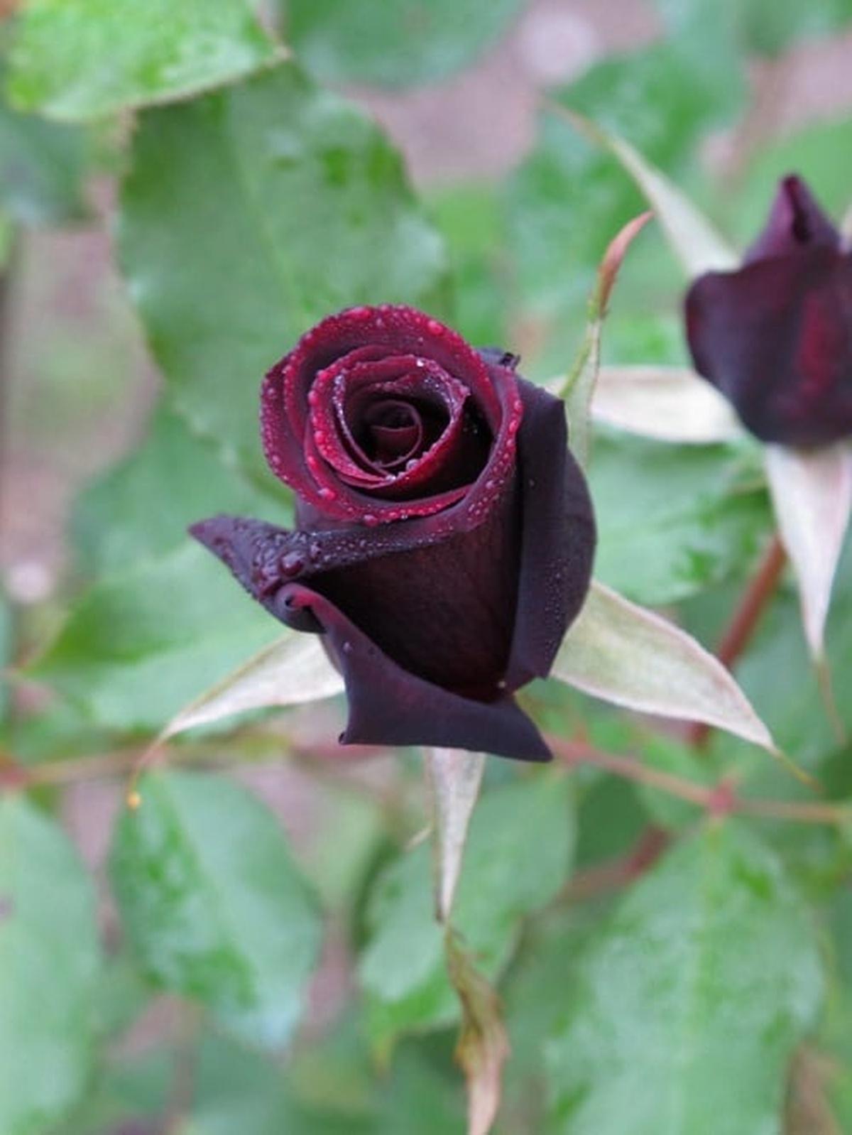 10 Mesmerizing Black Rose Varieties and Their Symbolic Meanings