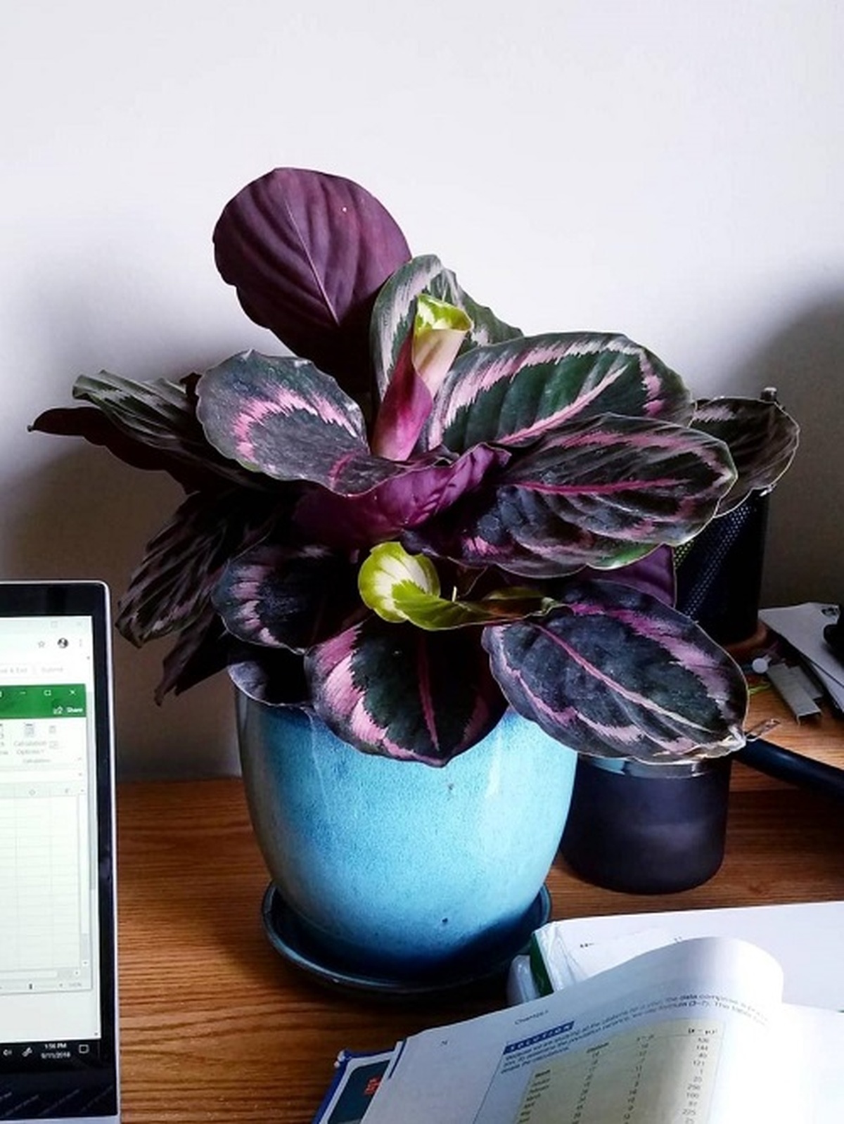 10 Stunning Purple Calathea Varieties That Steal The Show