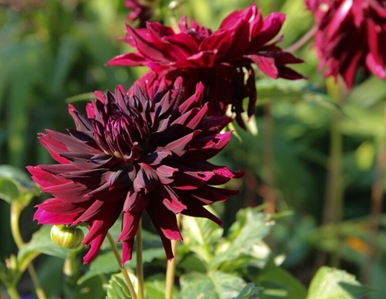 27 Stunning Red Dahlia Varieties That Will Brighten Any Garden