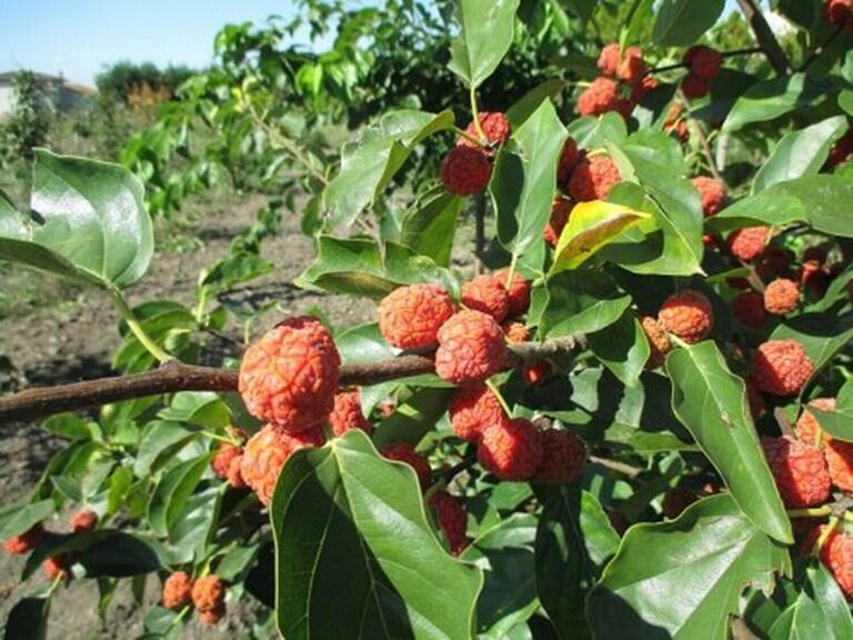 26 Delightful Cold Tolerant Fruit Trees For Your Garden