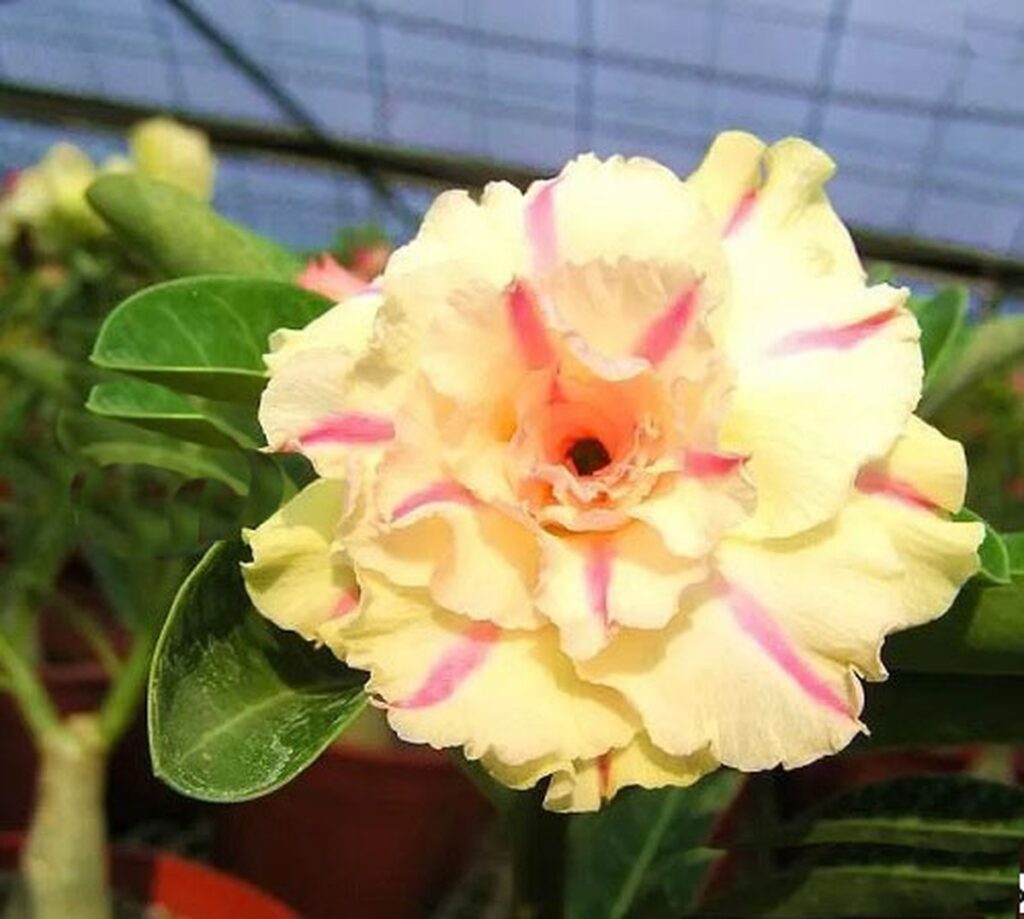 35 Different Types of Desert Rose Varieties to Fall in Love With