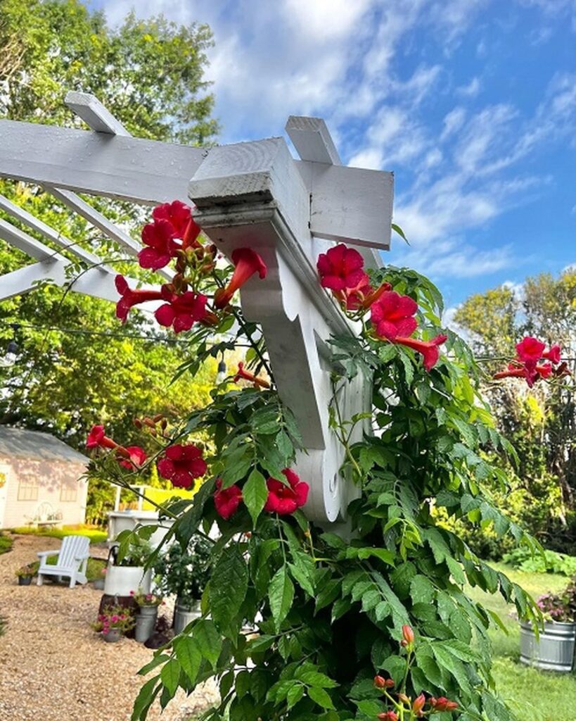 50 Amazing Drought Tolerant Plants That Thrive In Dry Conditions