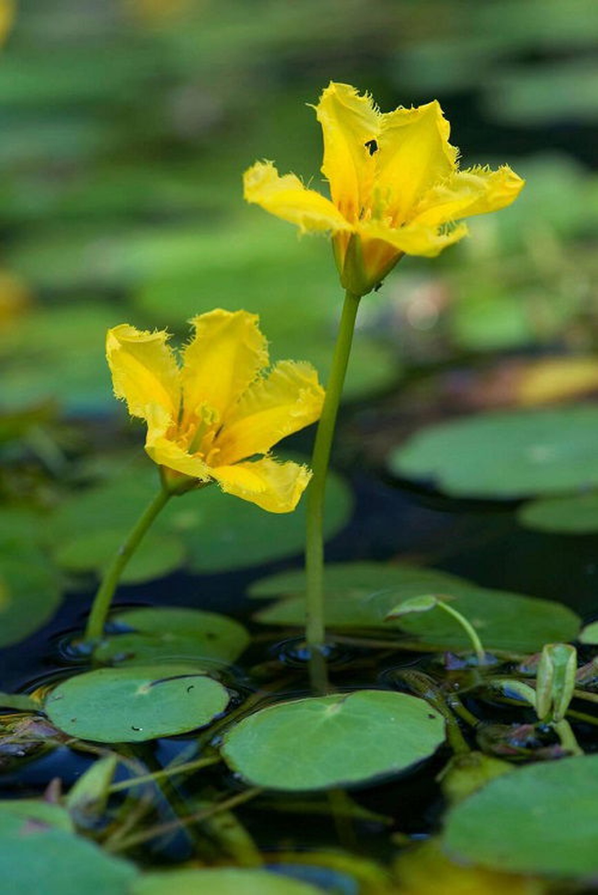 10 Stunning Floating Flowers That Float in Water Beautifully