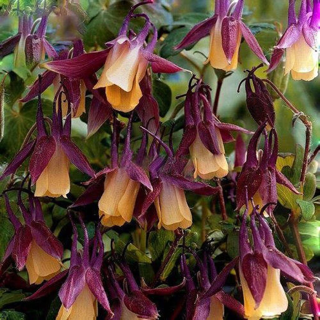 21 Gorgeous Brown Flowers to Brighten Your Garden Today